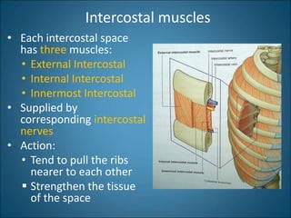 14 - Intercostal Space.ppt