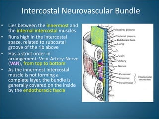 14 - Intercostal Space.ppt