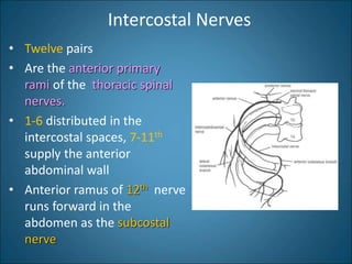 14 - Intercostal Space.ppt