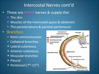 14 - Intercostal Space.ppt