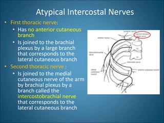 14 - Intercostal Space.ppt