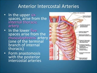 14 - Intercostal Space.ppt