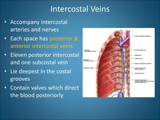 14 - Intercostal Space.ppt