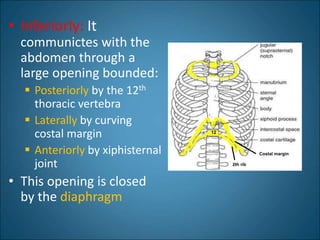 14 - Intercostal Space.ppt