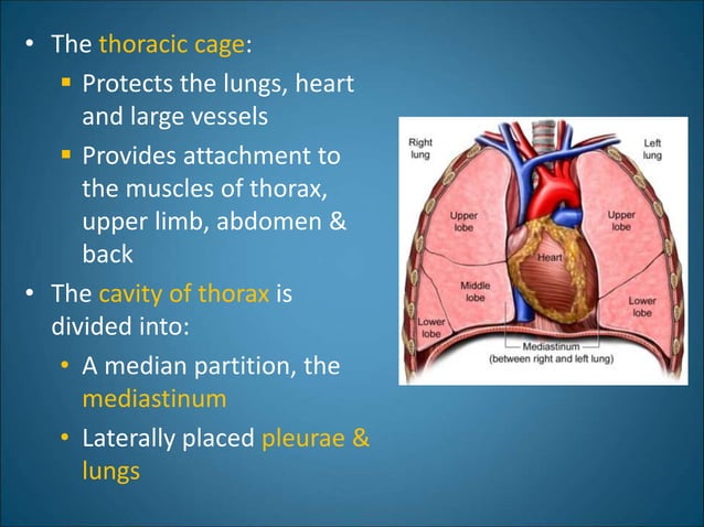 14 - Intercostal Space.ppt | Death, Injury, or Military Conflict ...