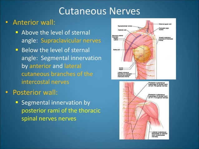 14 - Intercostal Space.ppt | Death, Injury, or Military Conflict ...