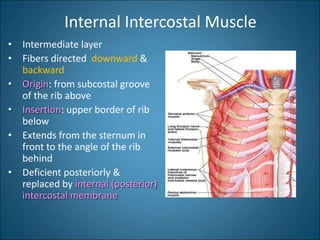 Internal Intercostals Origin And Insertion