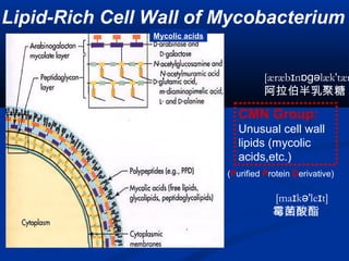 Mycobacterium Tuberculosis Cell Structure