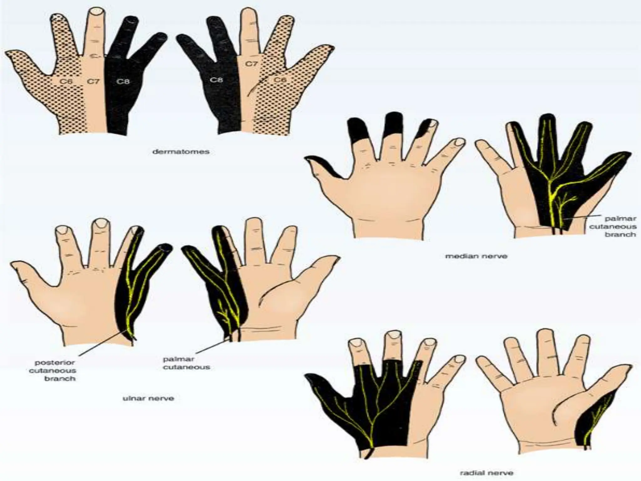 14-Nerve Injuries.ppt.................... | PPT