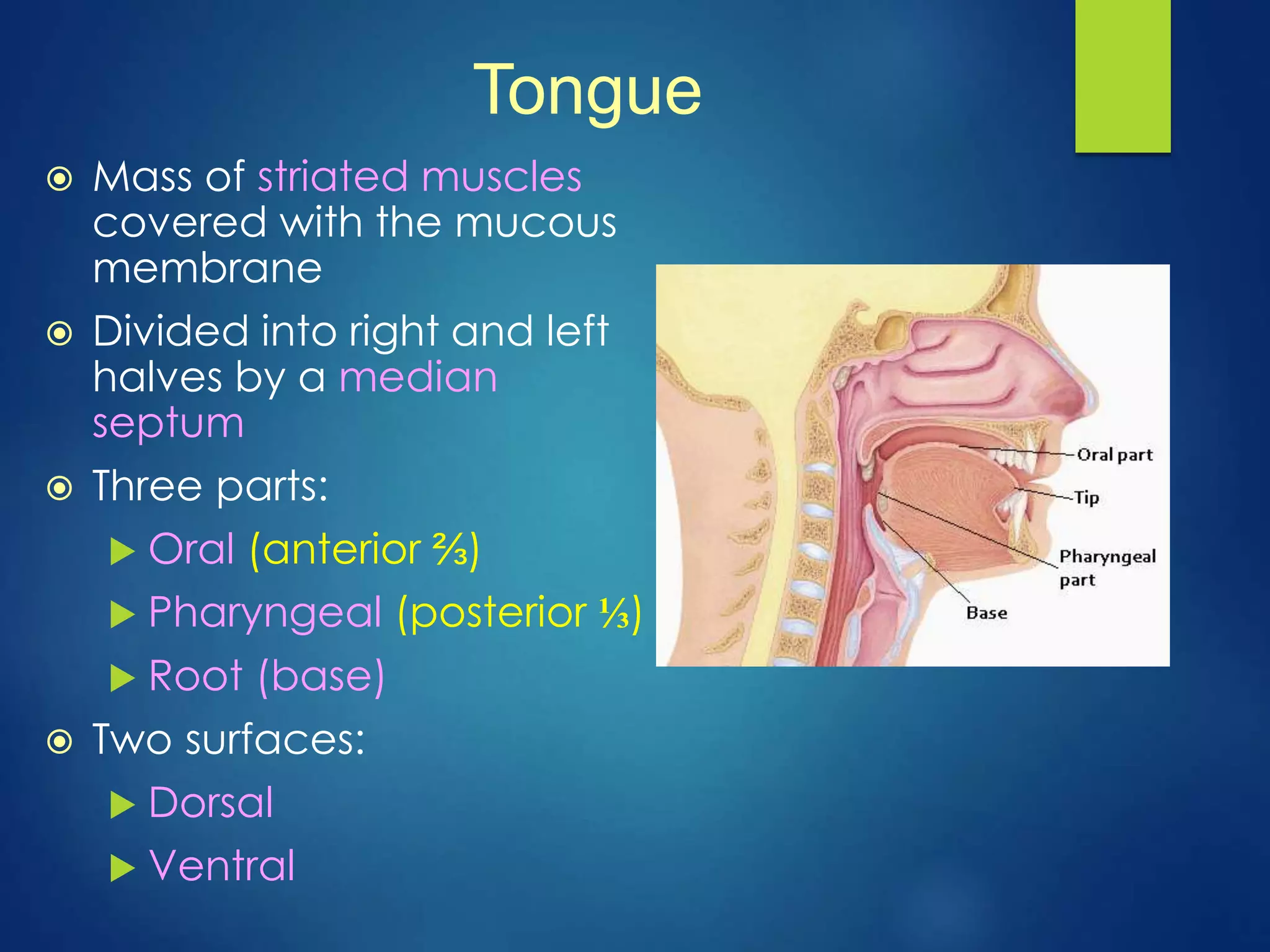 anatomy of oral cavity ,tongue and palate | PPTX