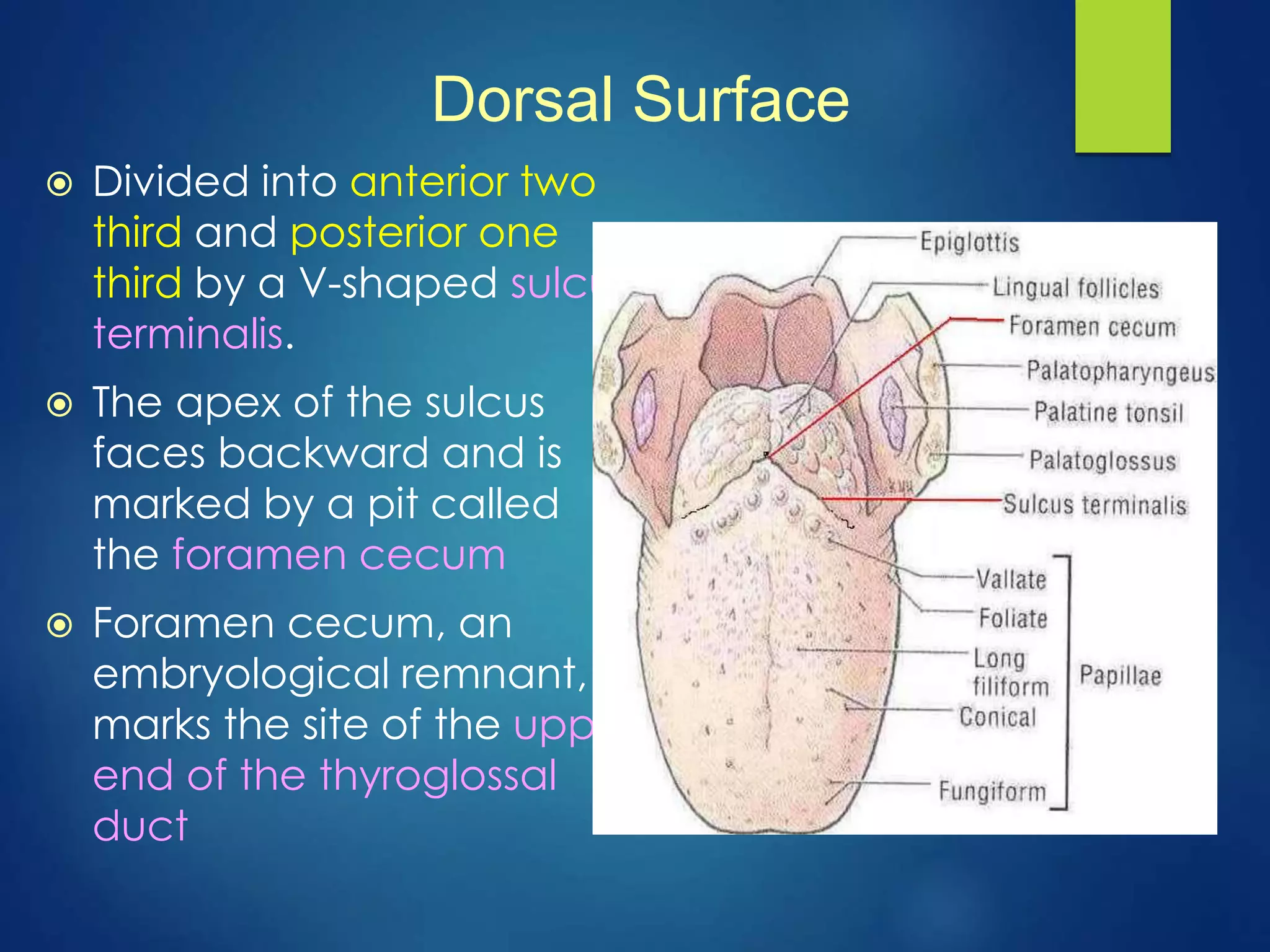 anatomy of oral cavity ,tongue and palate | PPTX