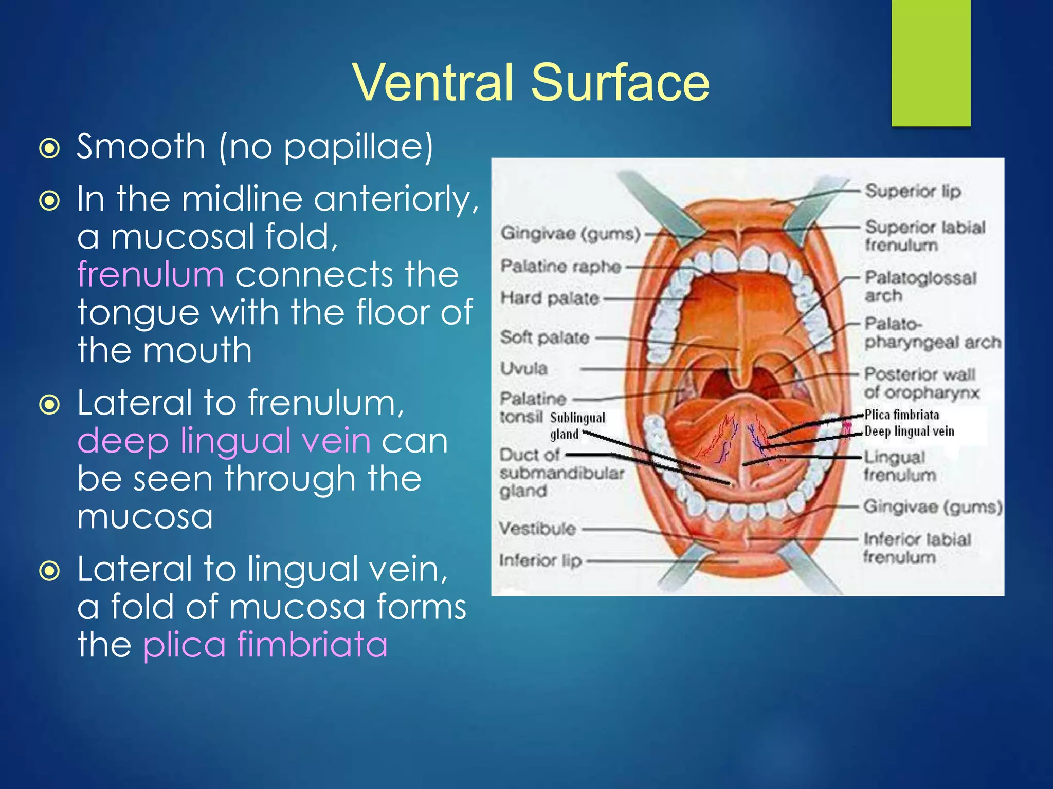 anatomy of oral cavity ,tongue and palate | PPTX