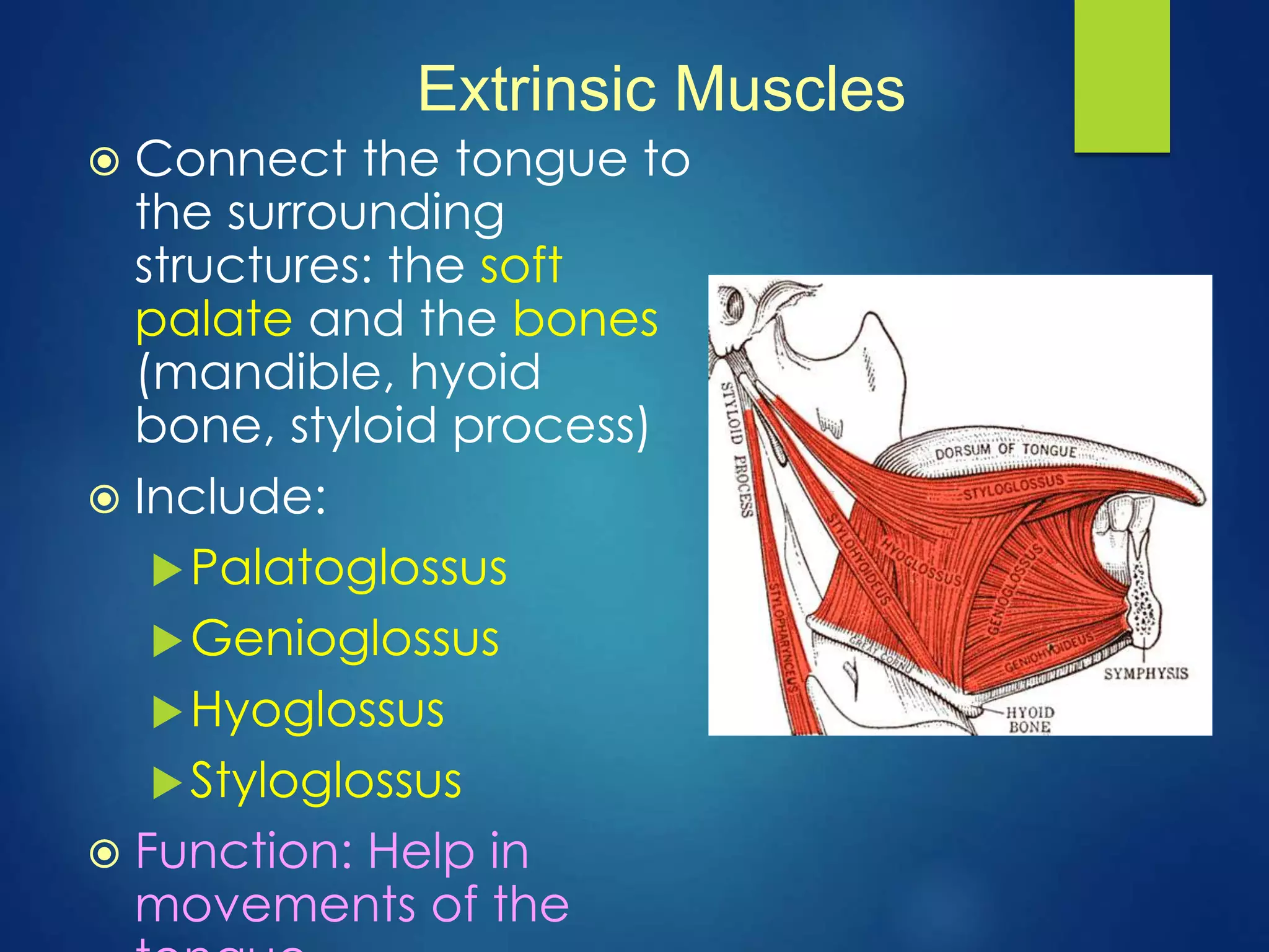 anatomy of oral cavity ,tongue and palate | PPTX