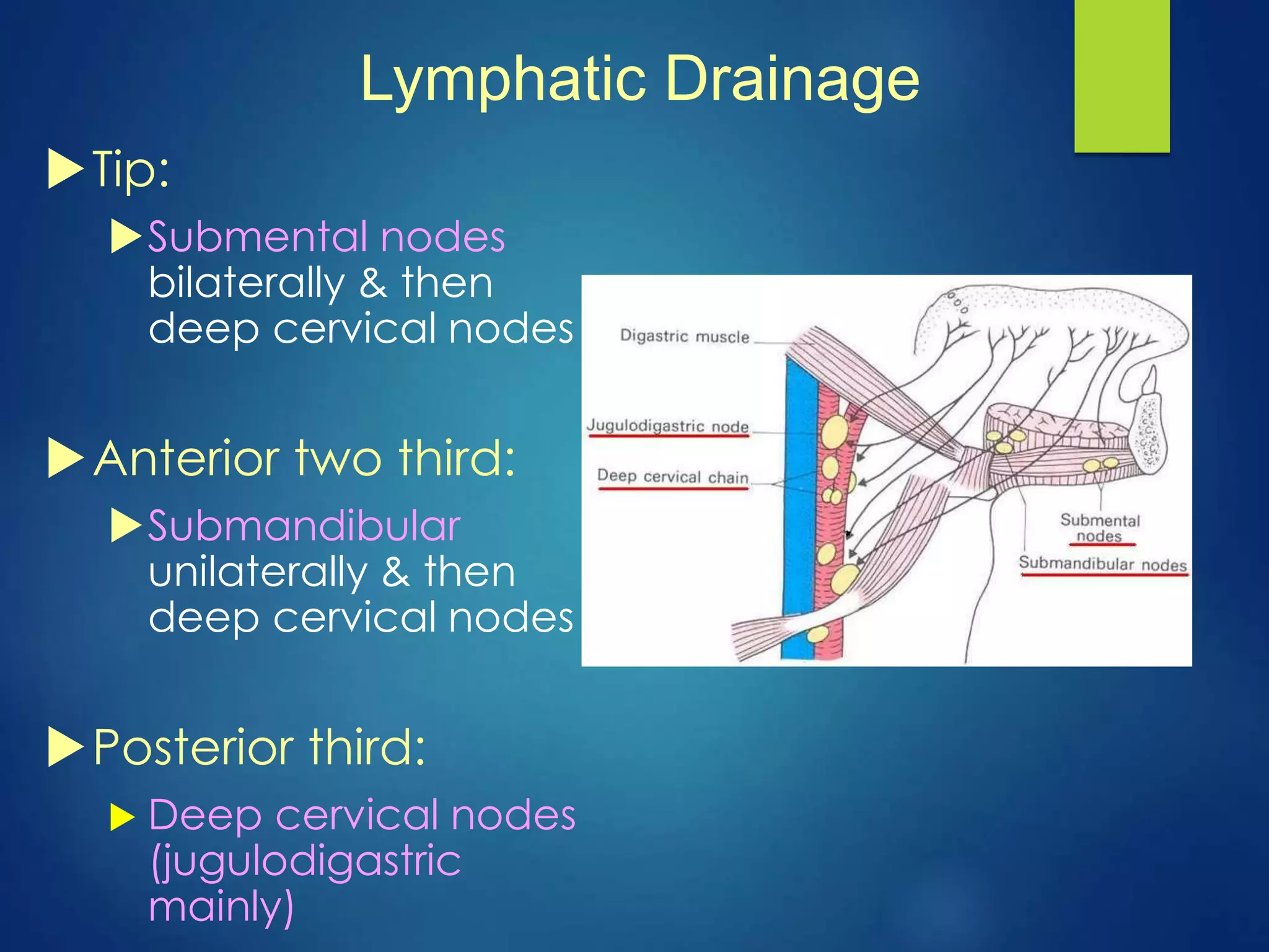 anatomy of oral cavity ,tongue and palate | PPTX