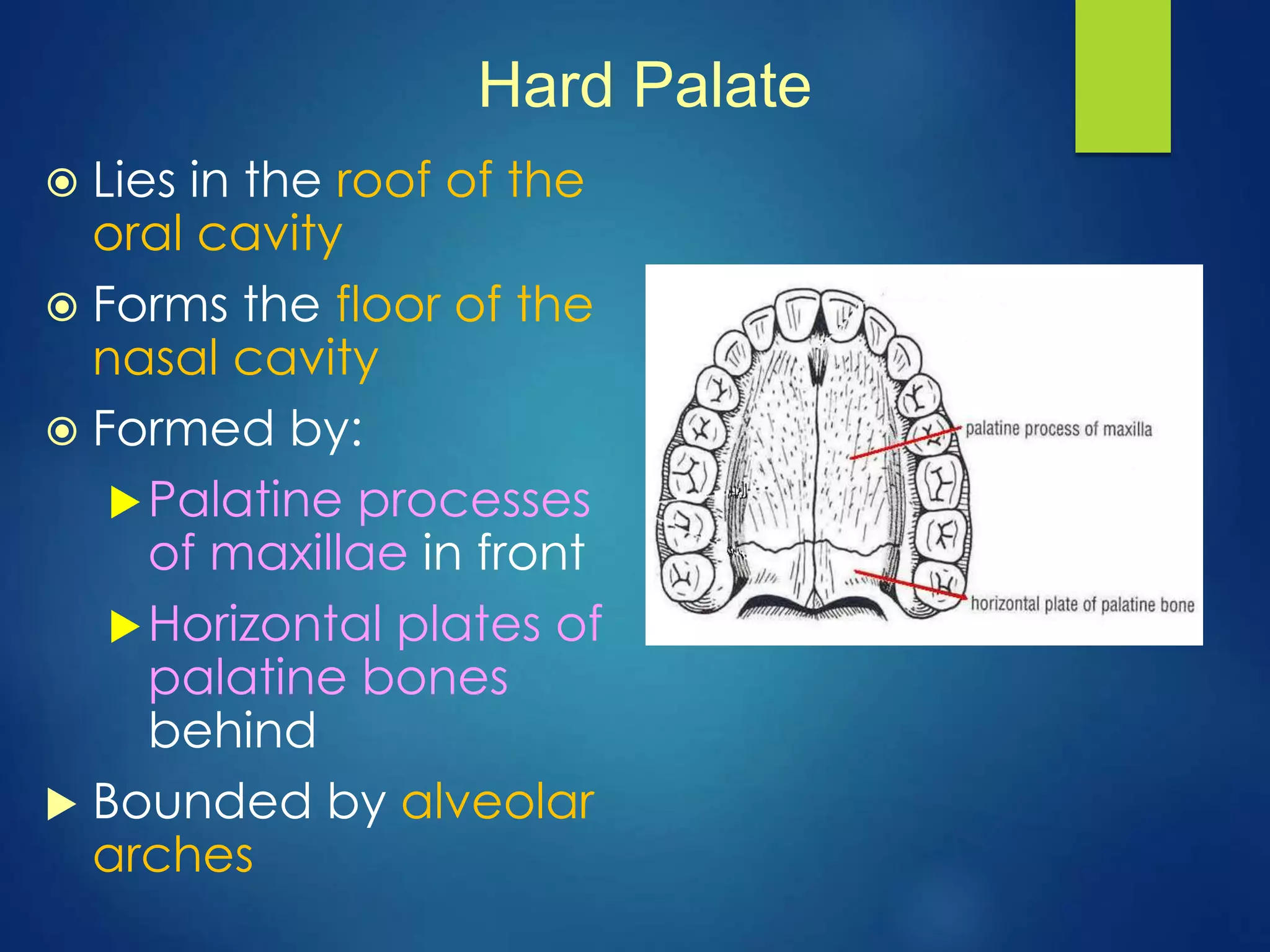 anatomy of oral cavity ,tongue and palate | PPTX