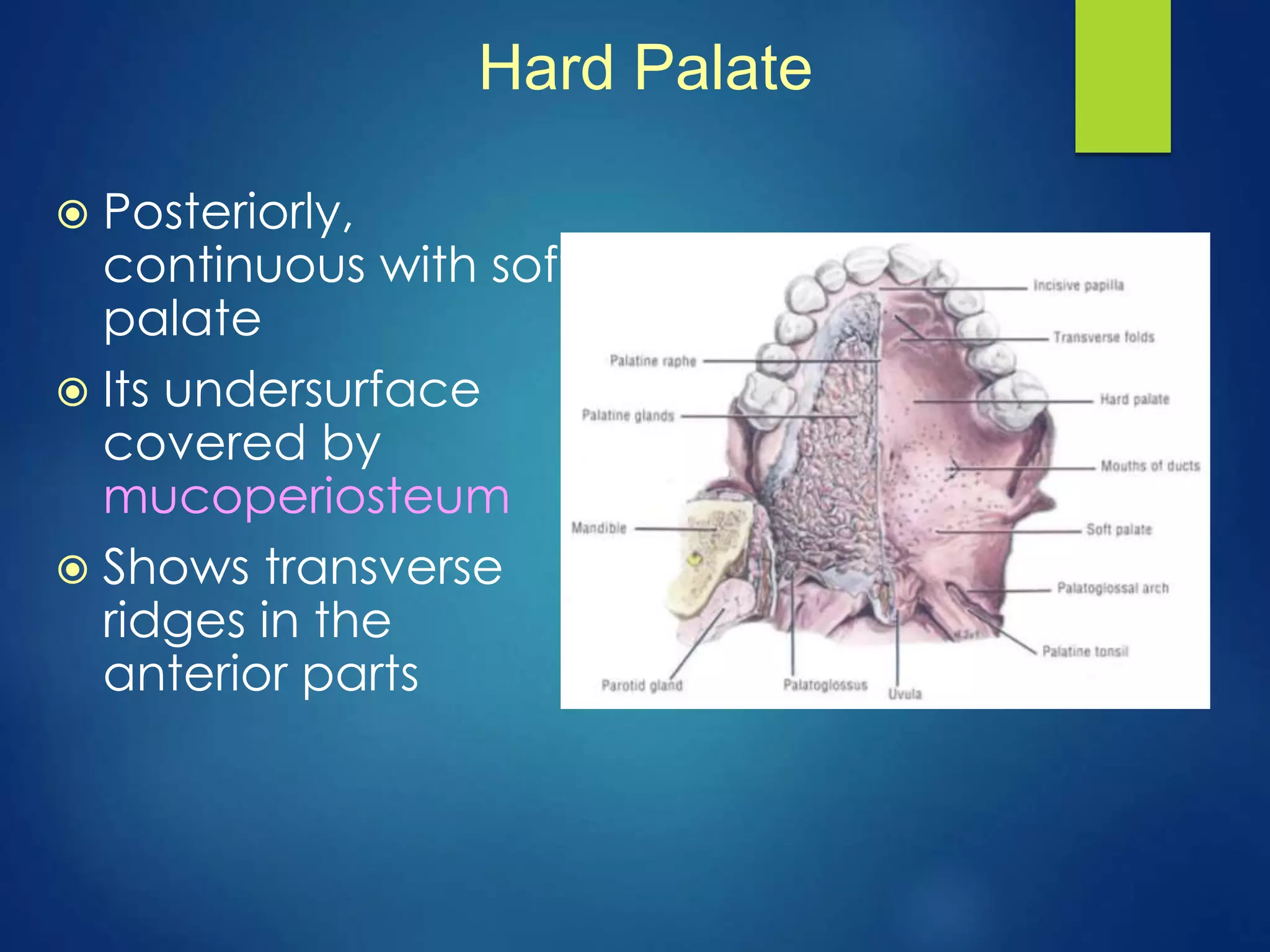 anatomy of oral cavity ,tongue and palate | PPTX