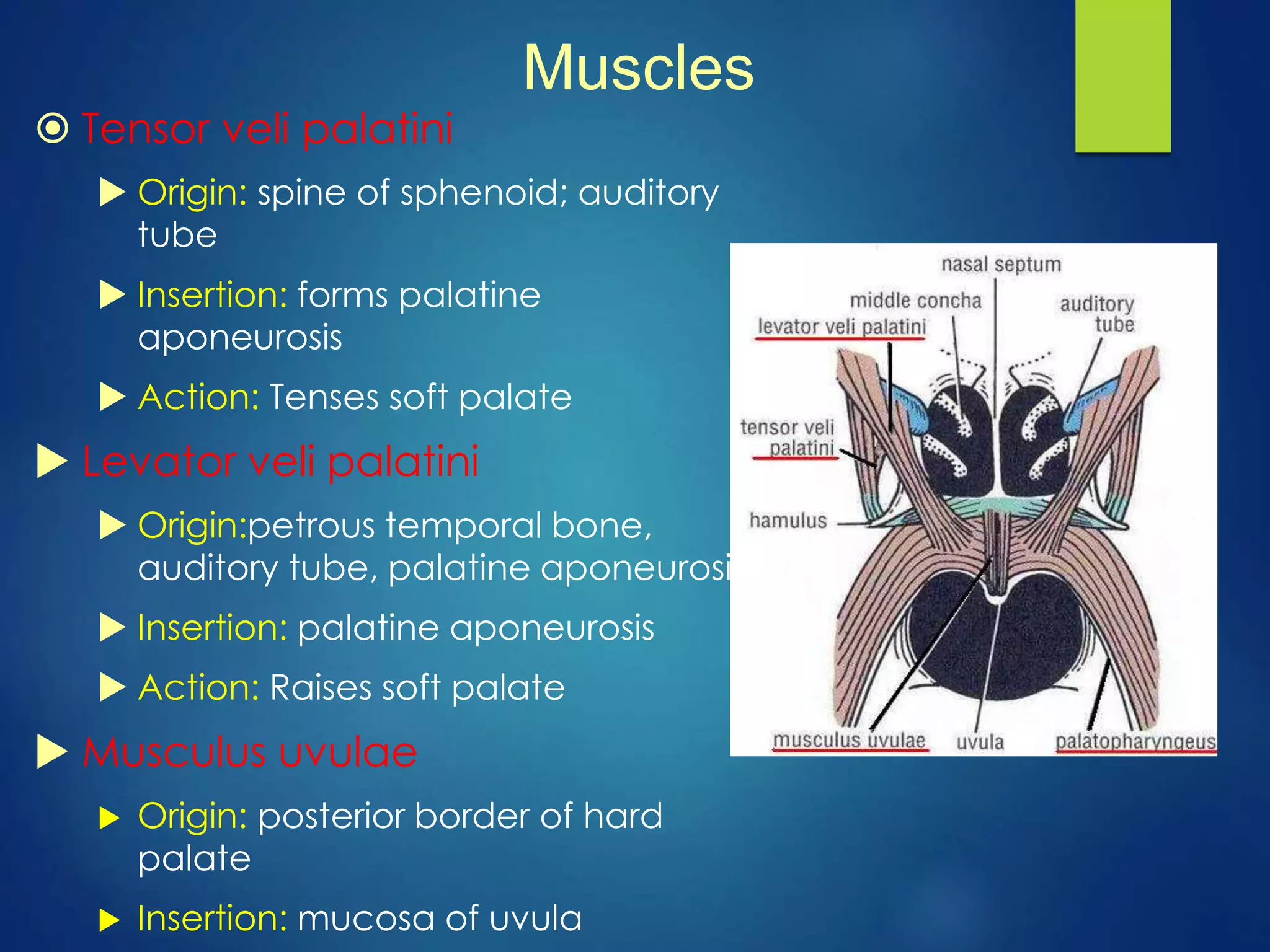 anatomy of oral cavity ,tongue and palate | PPTX