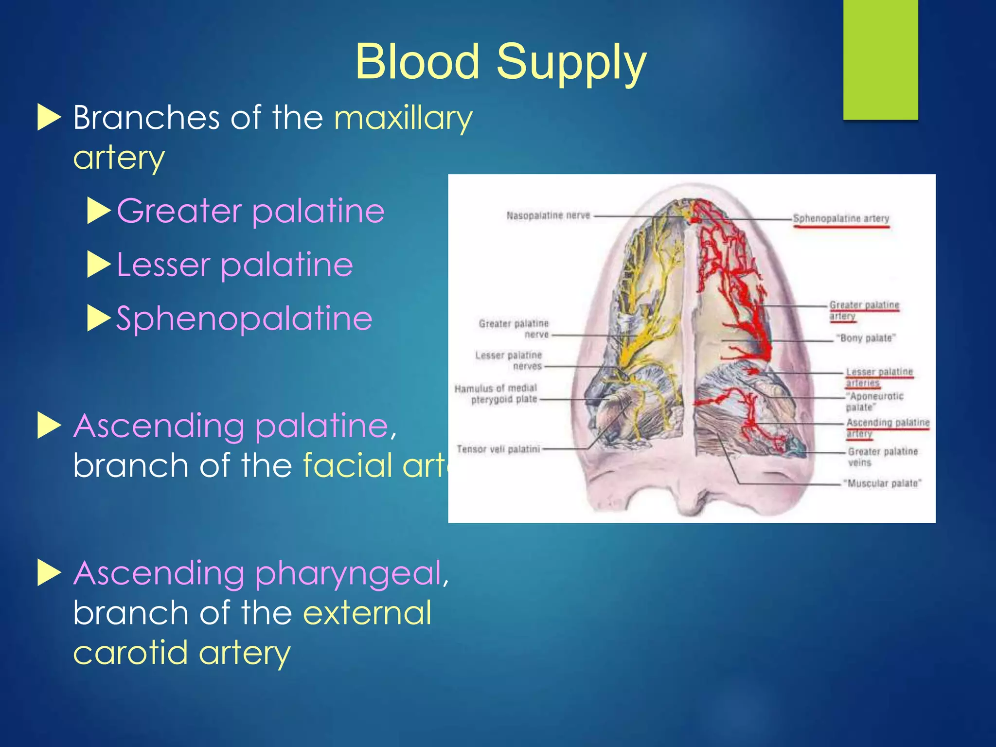 anatomy of oral cavity ,tongue and palate | PPTX