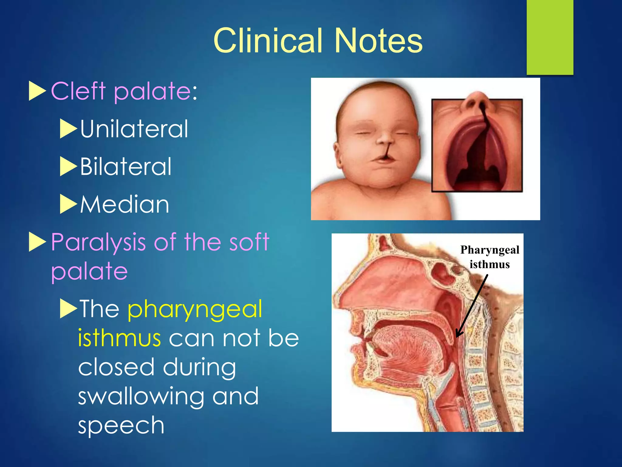 anatomy of oral cavity ,tongue and palate | PPTX