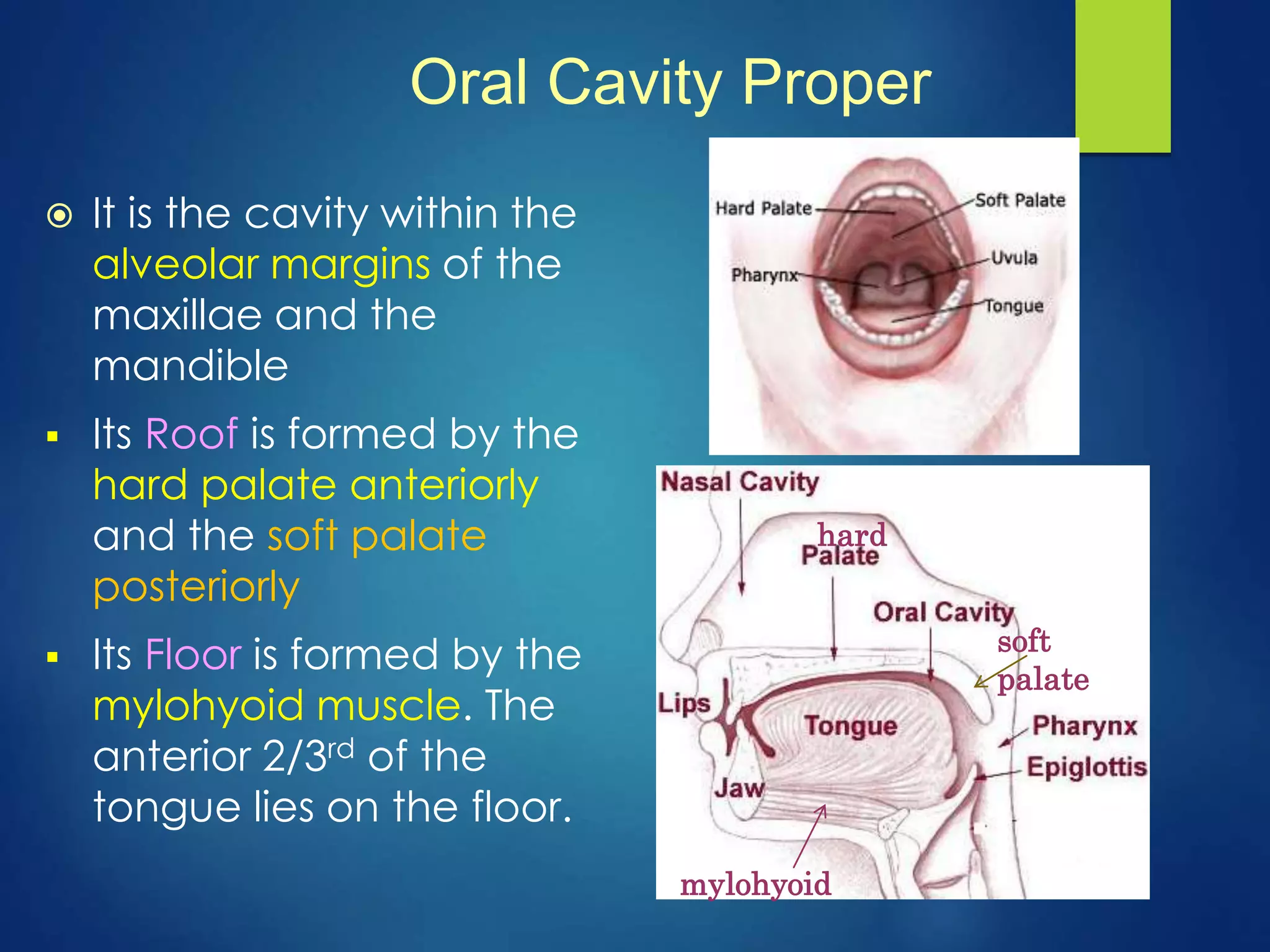 anatomy of oral cavity ,tongue and palate | PPTX