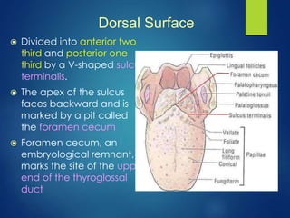 anatomy of oral cavity ,tongue and palate | PPTX | Ear, Nose and Throat ...