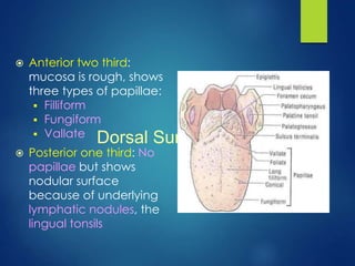 anatomy of oral cavity ,tongue and palate | PPTX