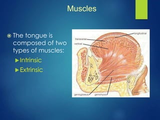 anatomy of oral cavity ,tongue and palate | PPTX