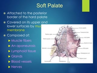 anatomy of oral cavity ,tongue and palate | PPTX