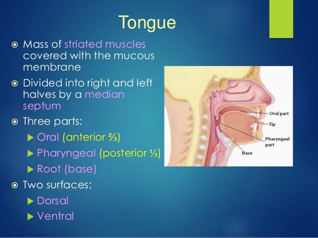 anatomy of oral cavity ,tongue and palate
