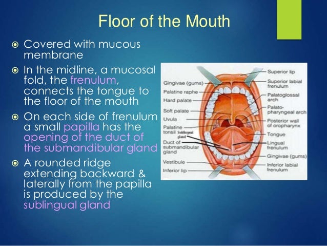 anatomy of oral cavity ,tongue and palate