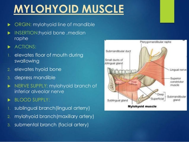 Mandible Mylohyoid Line