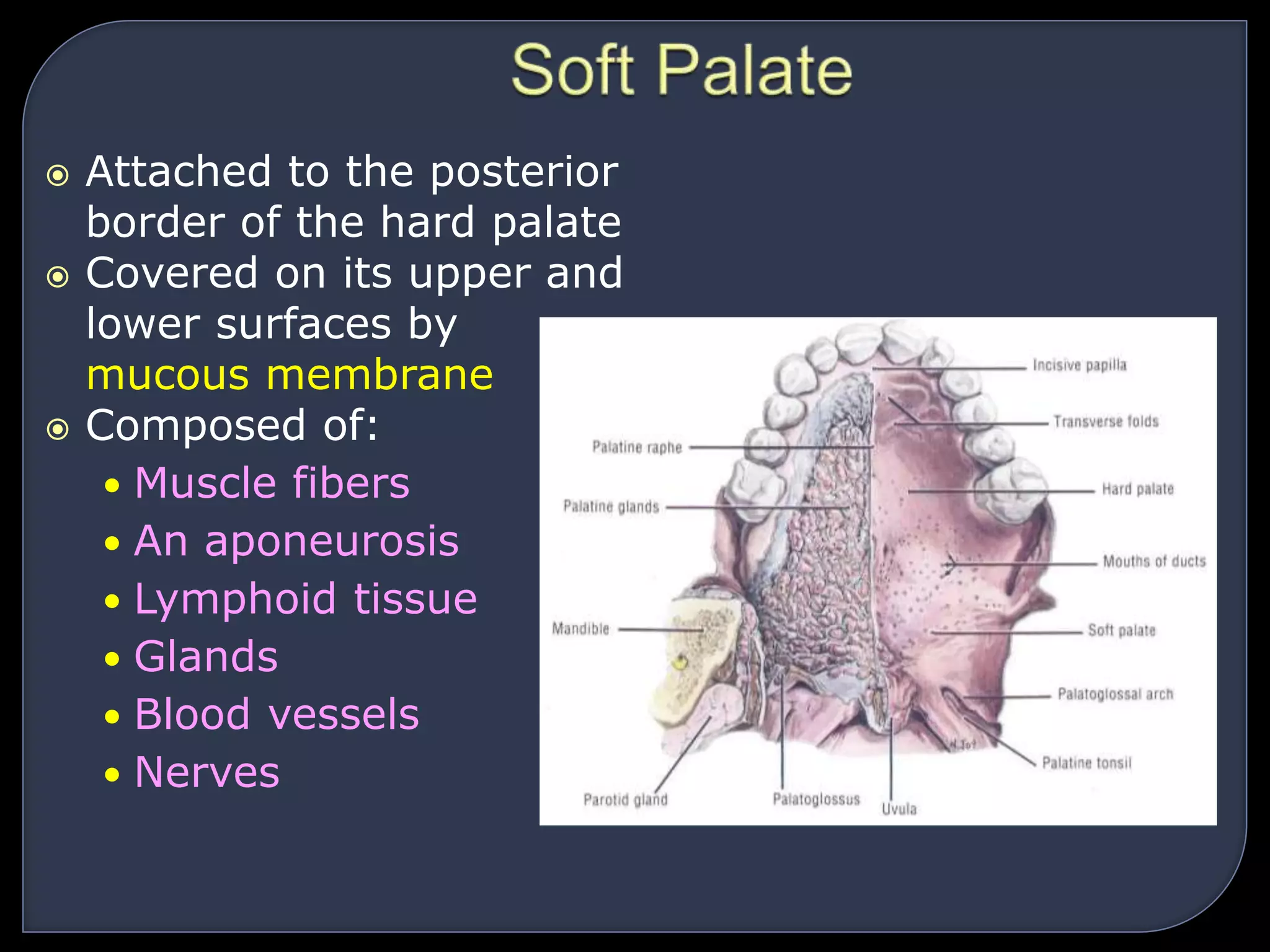 14-ORAL CAVITY.ppt