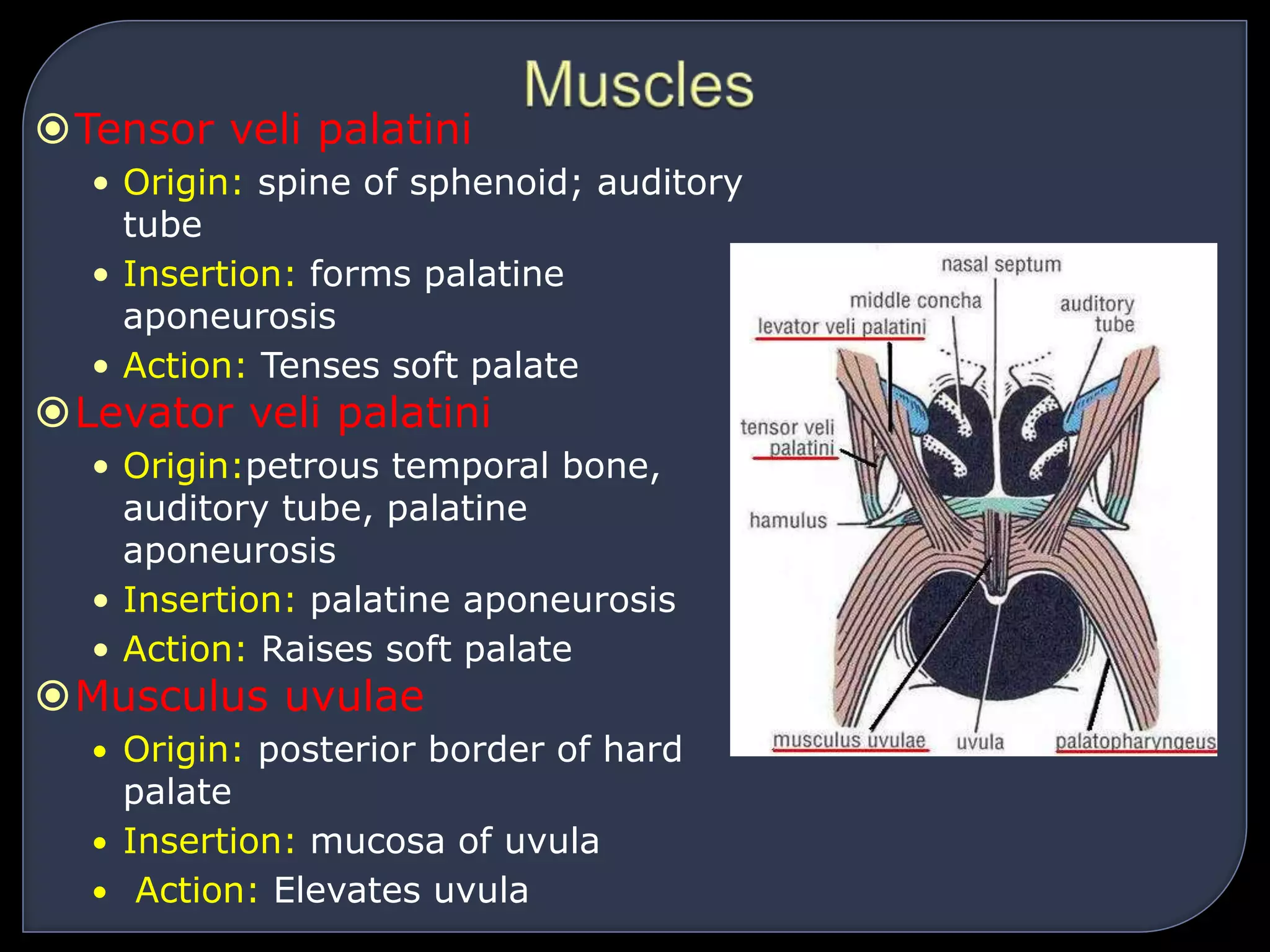 14-ORAL CAVITY.ppt