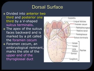 14-ORAL CAVITY.ppt