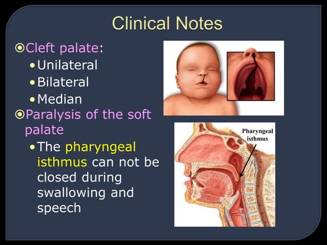 14-ORAL CAVITY.ppt