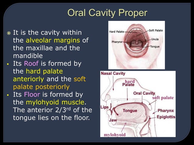 14-ORAL CAVITY.ppt