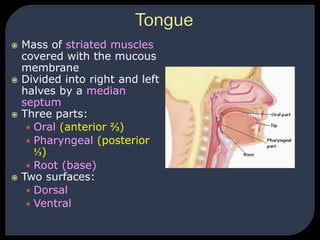 14-ORAL CAVITY.ppt