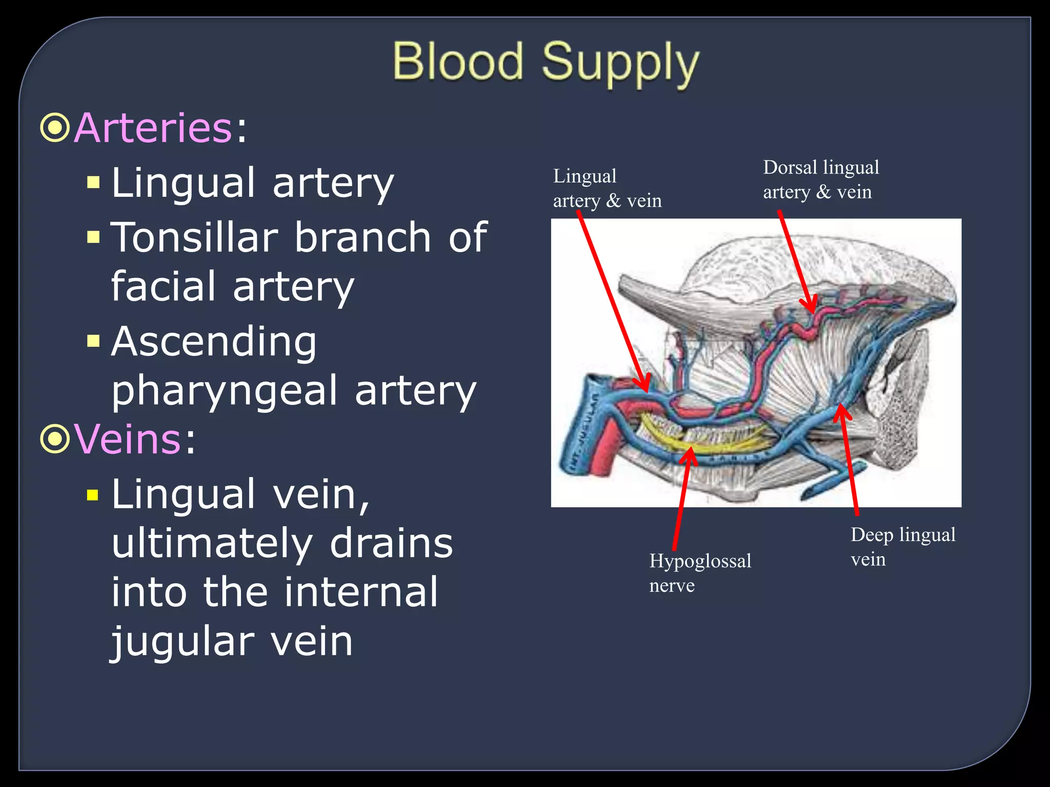 14-ORAL CAVITY.ppt
