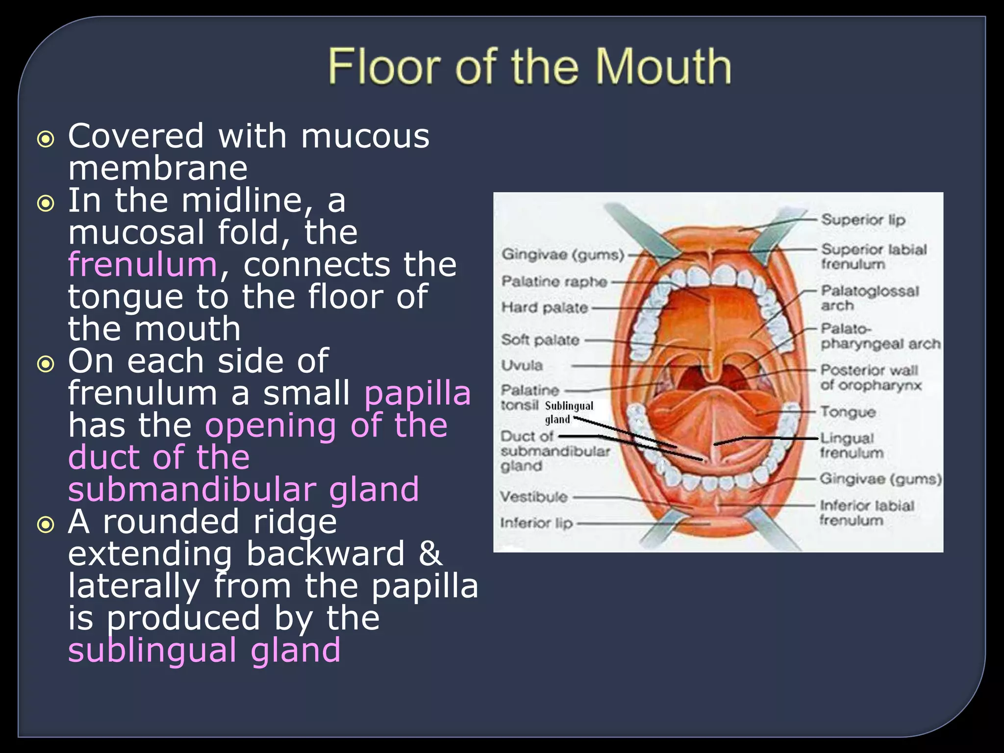 14-ORAL CAVITY.ppt