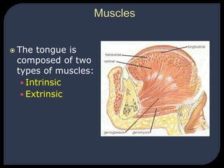 14-ORAL CAVITY.ppt