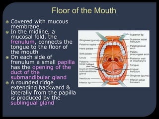14-ORAL CAVITY.ppt