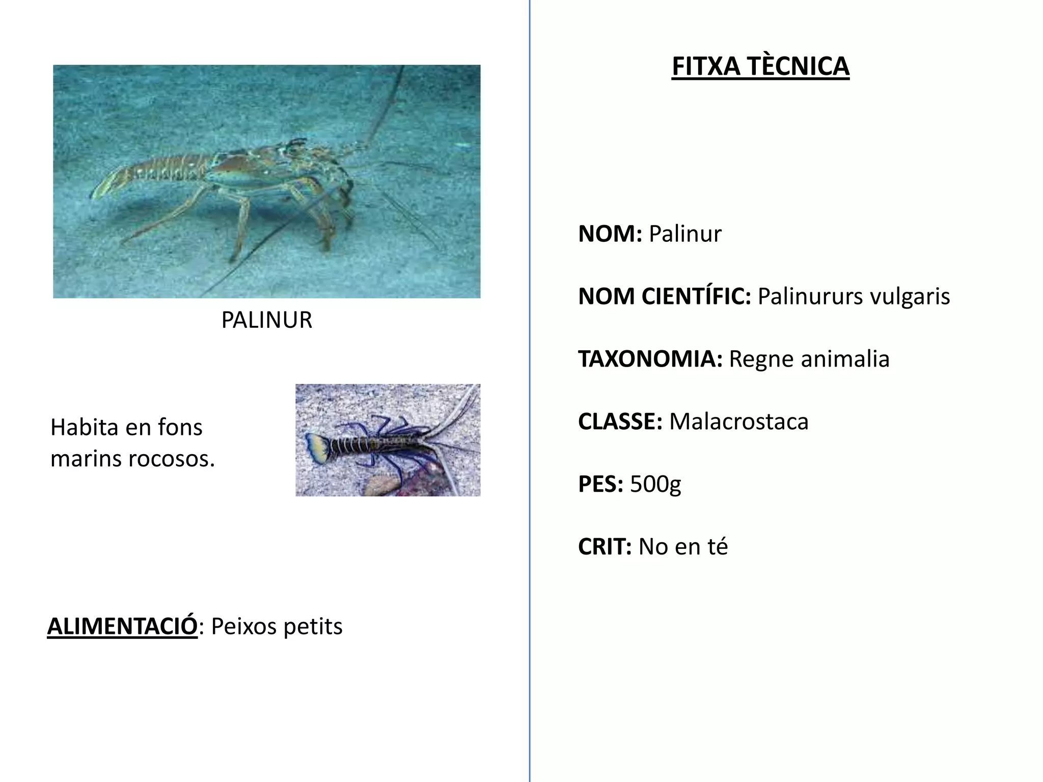 14 palinur crustaci | PPTX