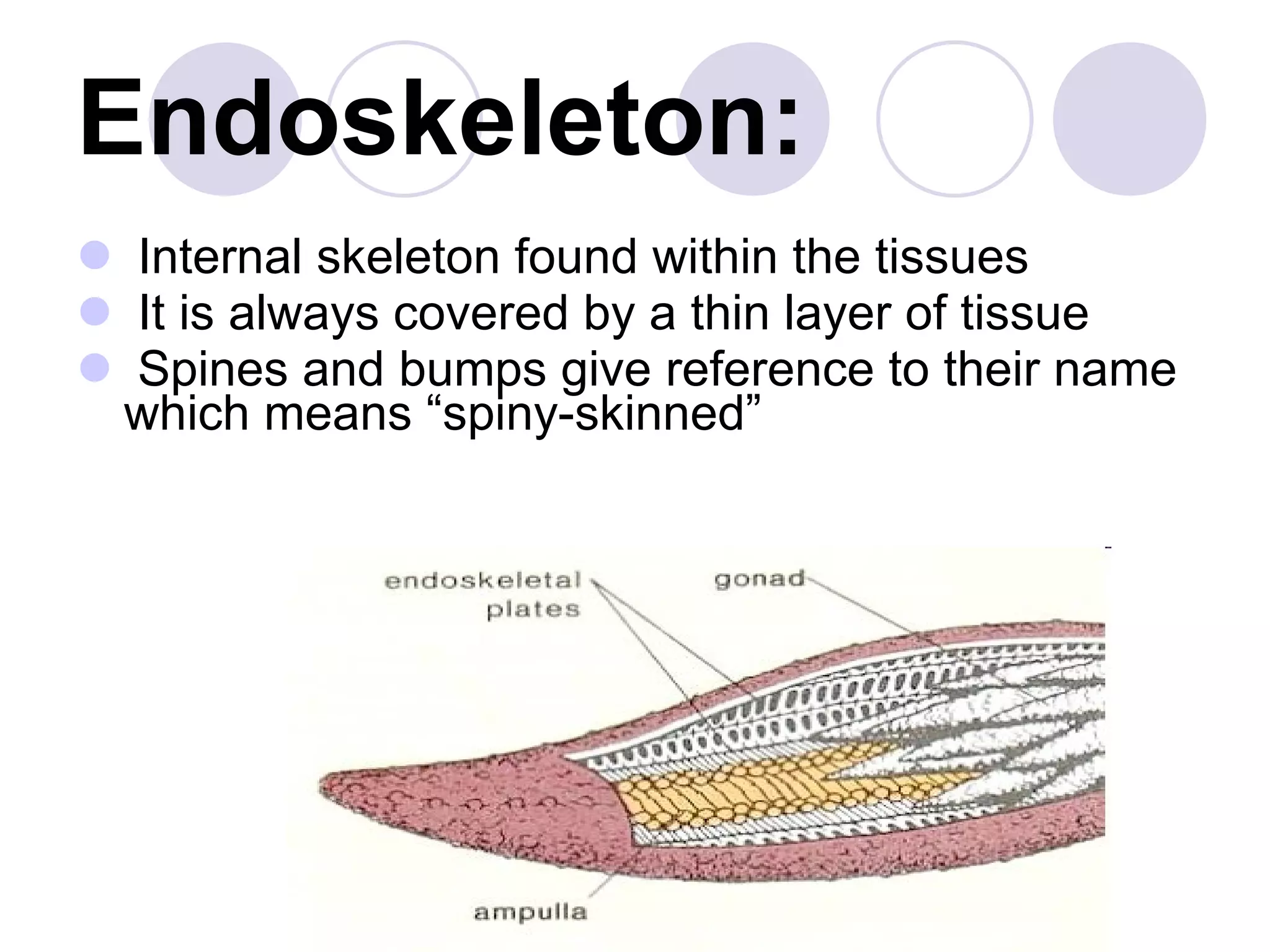 14. Phylum Echinodermata Notes | PPT