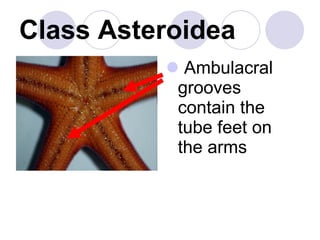 14. Phylum Echinodermata Notes | PPT