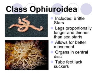 14. Phylum Echinodermata Notes | PPT