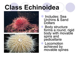 14. Phylum Echinodermata Notes | PPT