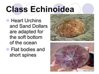 14. Phylum Echinodermata Notes | PPT