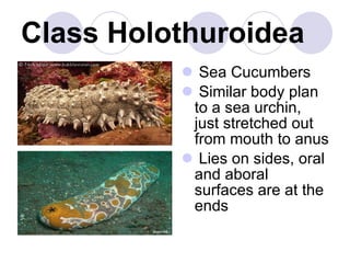 14. Phylum Echinodermata Notes | PPT