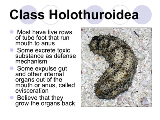 14. Phylum Echinodermata Notes | PPT