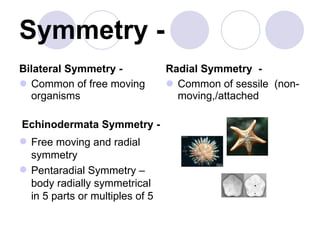 14. Phylum Echinodermata Notes | PPT